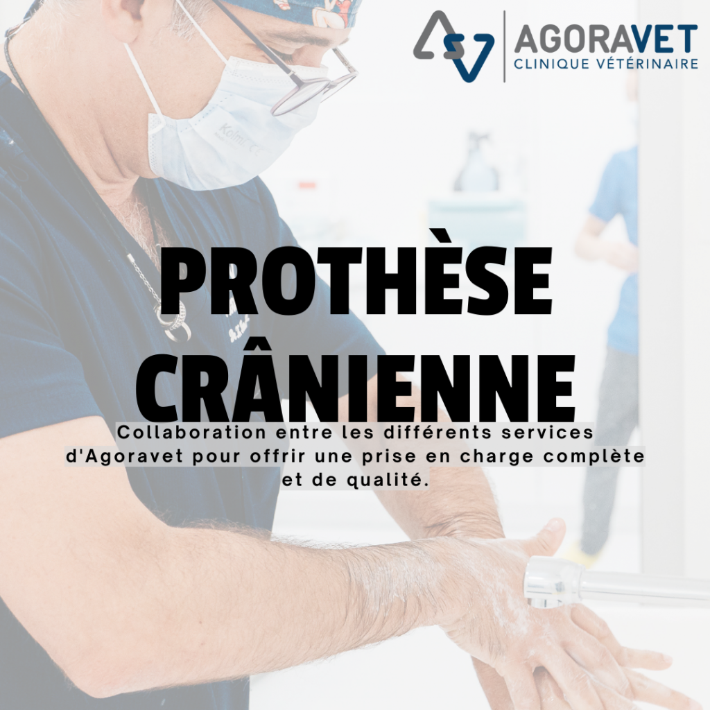 Service de Chirurgie Vétérinaire | Techniques Avancées | Agoravet ...