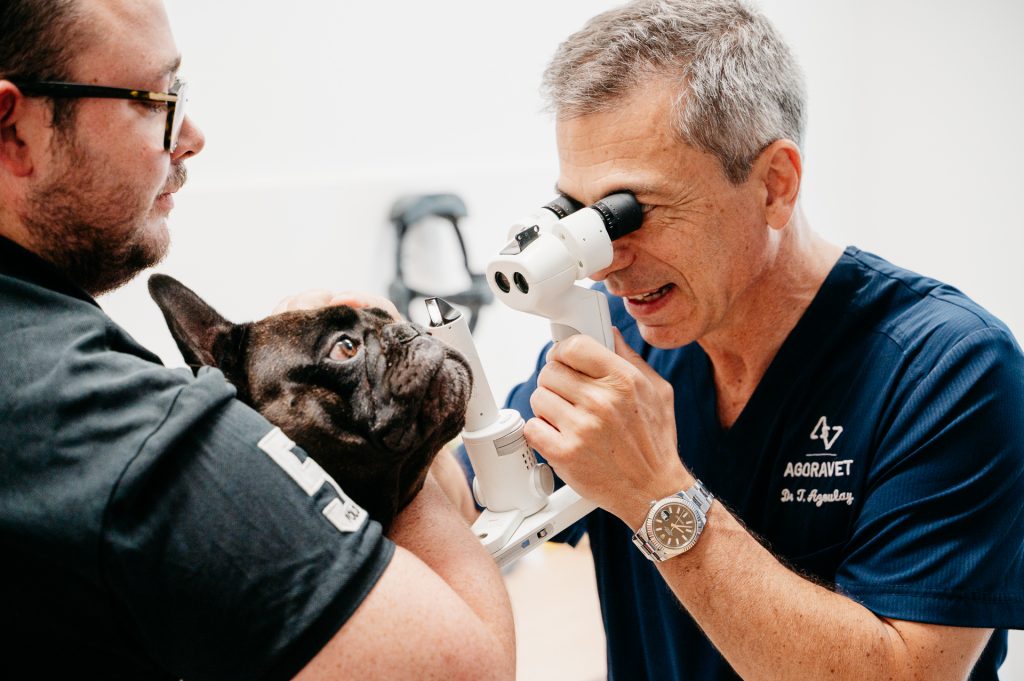 Cataracts for dogs and cats: veterinary surgery in Strasbourg | Agoravet