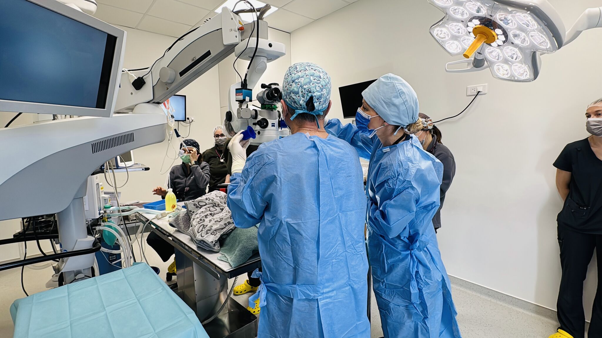 Eye surgery on two Long-eared Owls🦉 | AgoraVet